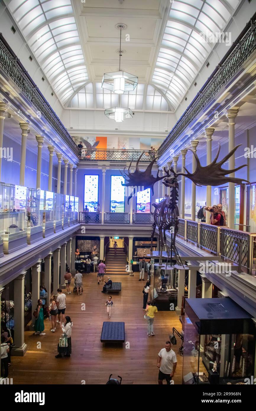The skeleton of an Irish elk in the Westpac Long Gallery in Australian Musuem. It is used for ...