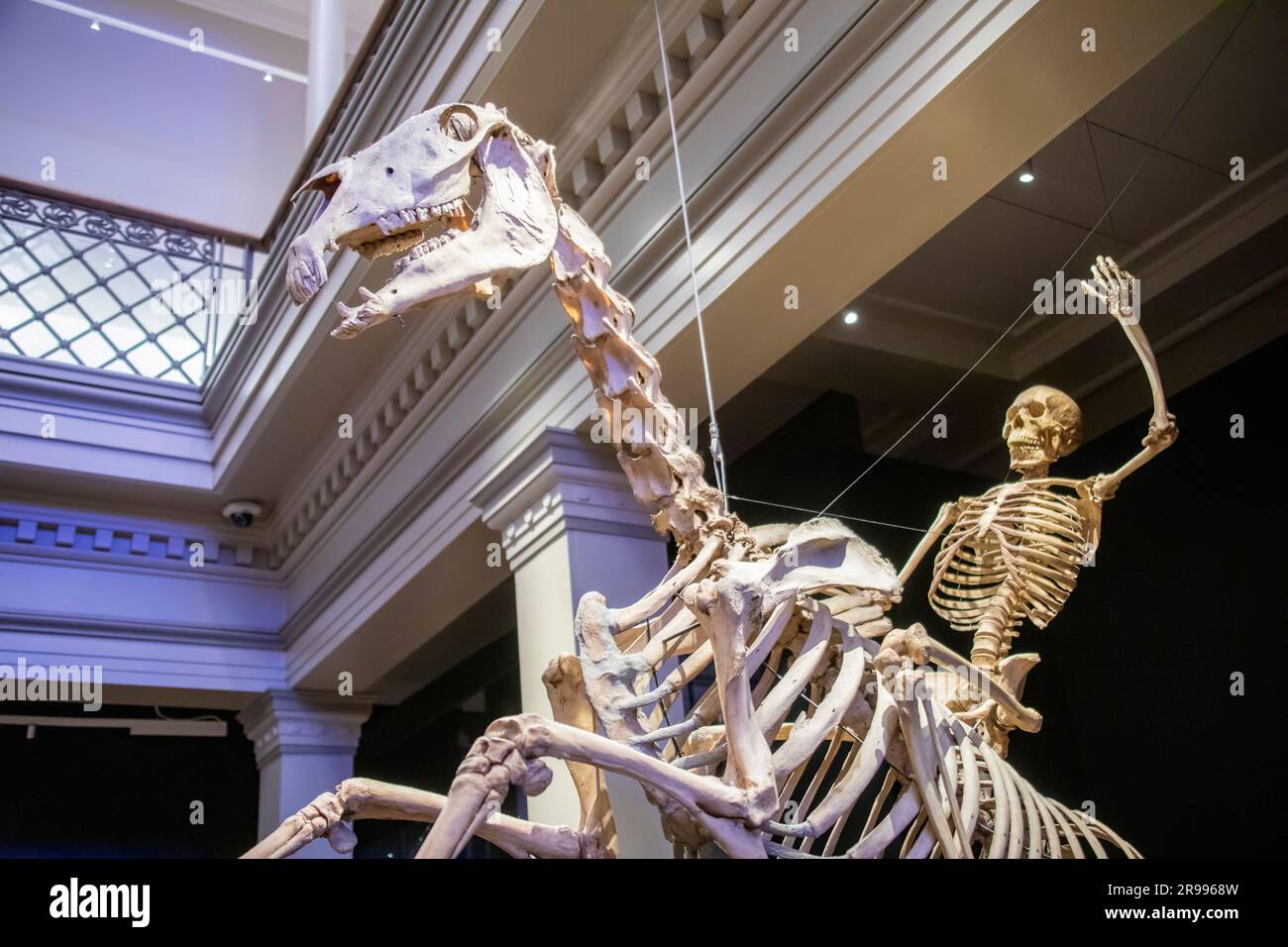 Sydney Australia 26th Mar 2023: the skeleton of "Sir Hercules" and a ...