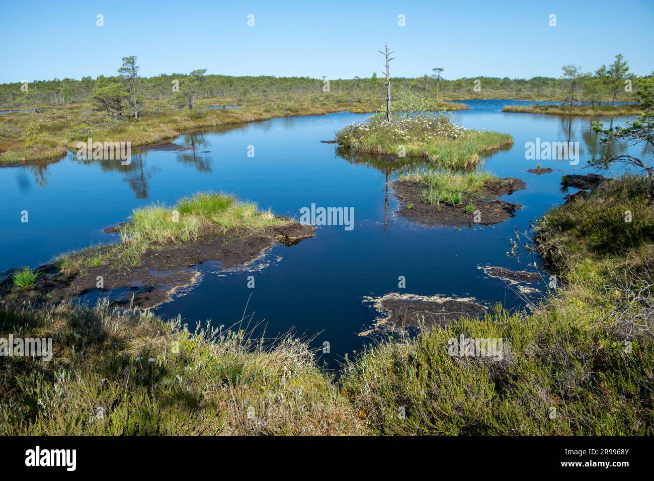 bog landscape, spring-colored bog vegetation, small bog lakes, islands ...