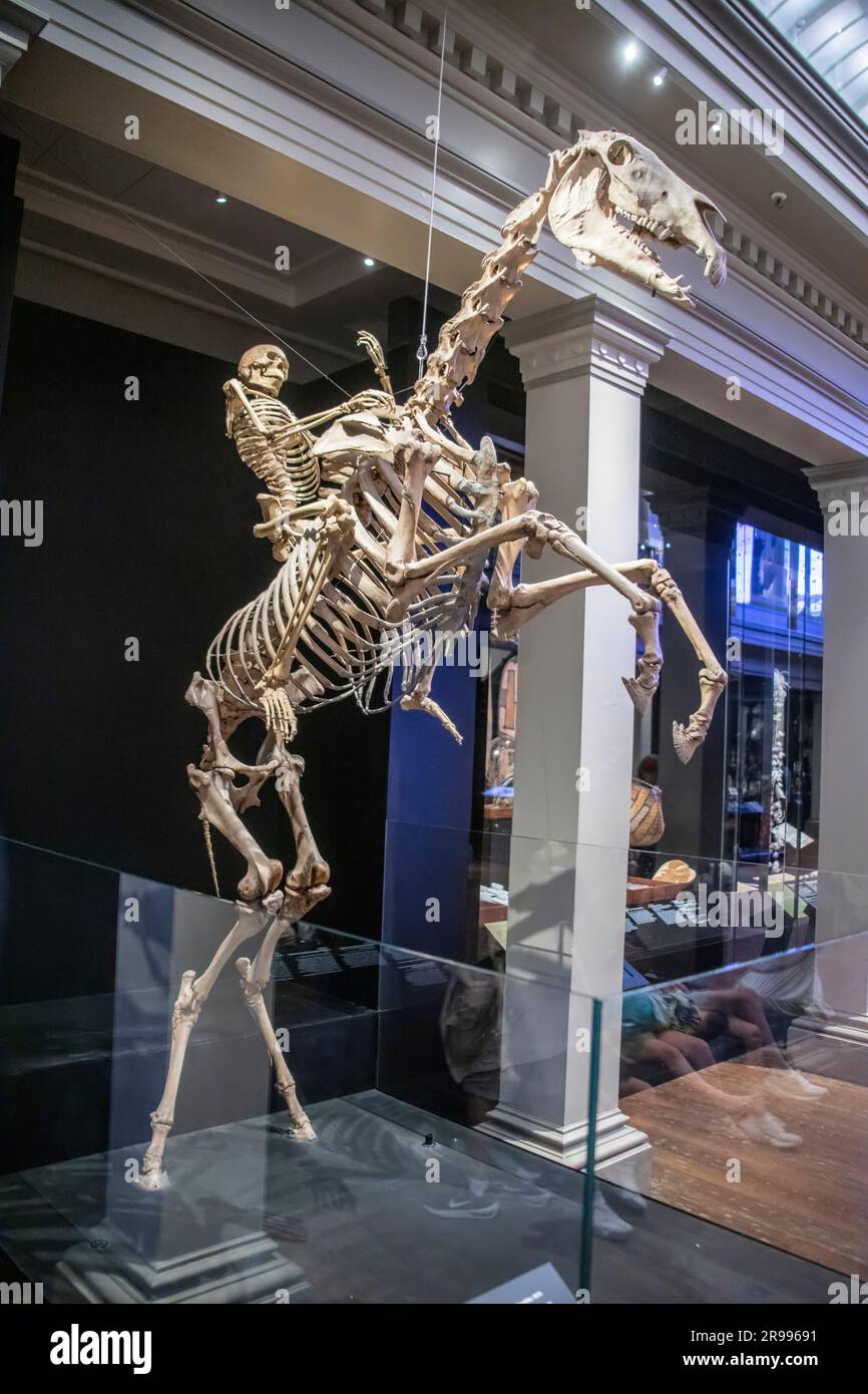 Sydney Australia 26th Mar 2023: the skeleton of "Sir Hercules" and a ...