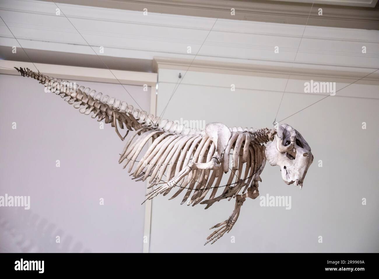 Sydney Australia 26th Mar 2023: the skeleton of dugong (Dugong dugon ...