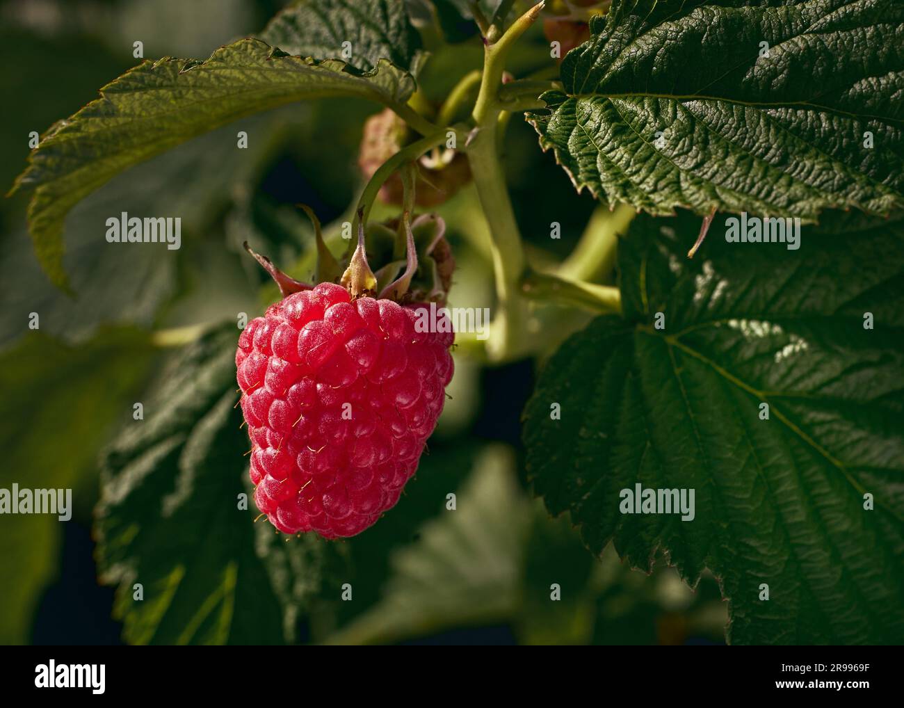 The red fresh ripe raspberry berries is on a raspberry bush with bright ...