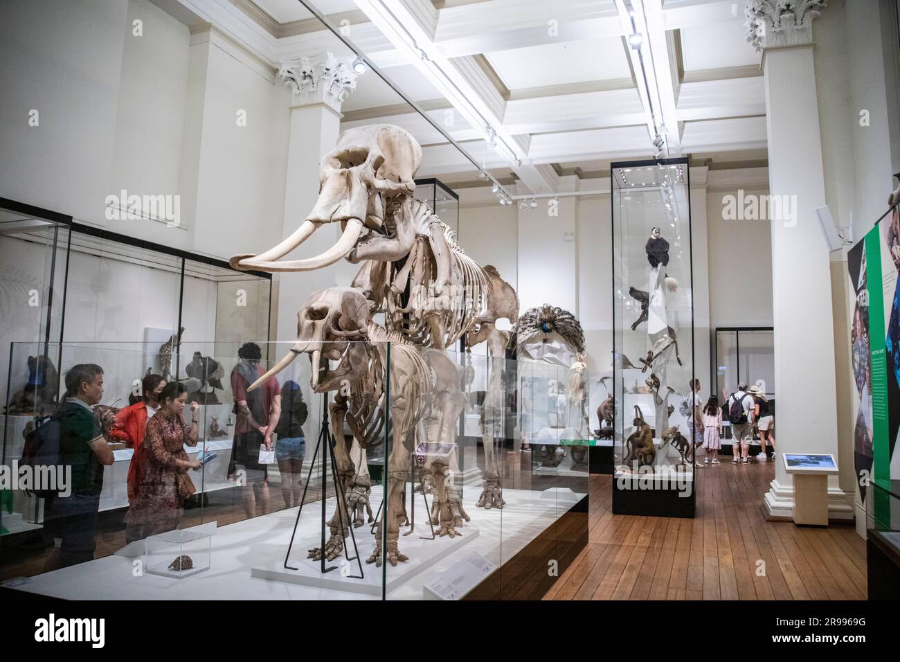 the skeleton of Asian elephant (Elephas maximus) in wild planet Gallery ...