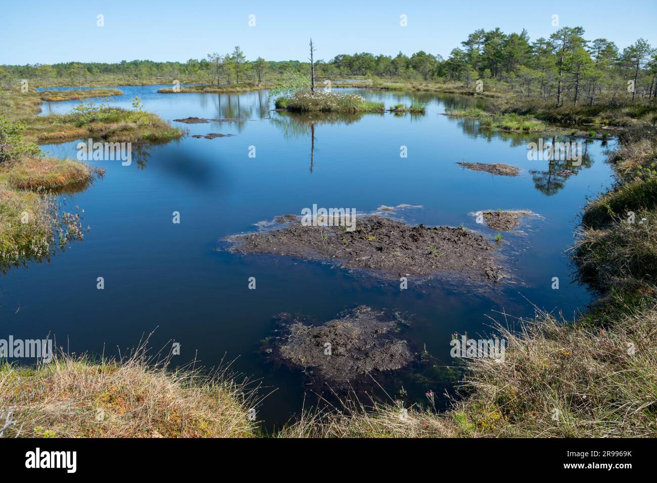 bog landscape, spring-colored bog vegetation, small bog lakes, islands ...