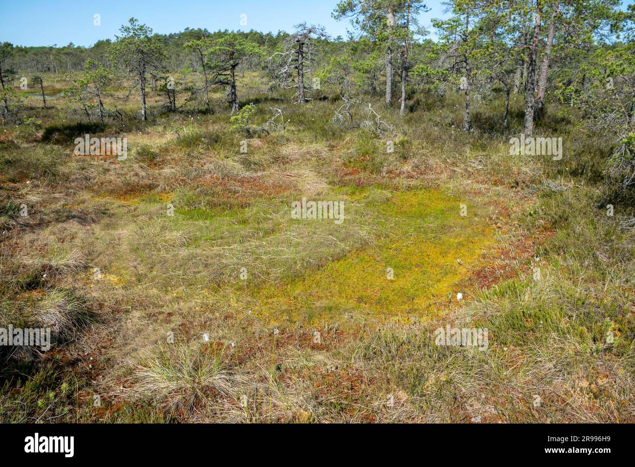 Bog grass and water pool, peat bog, peat formation in bog lake Stock ...
