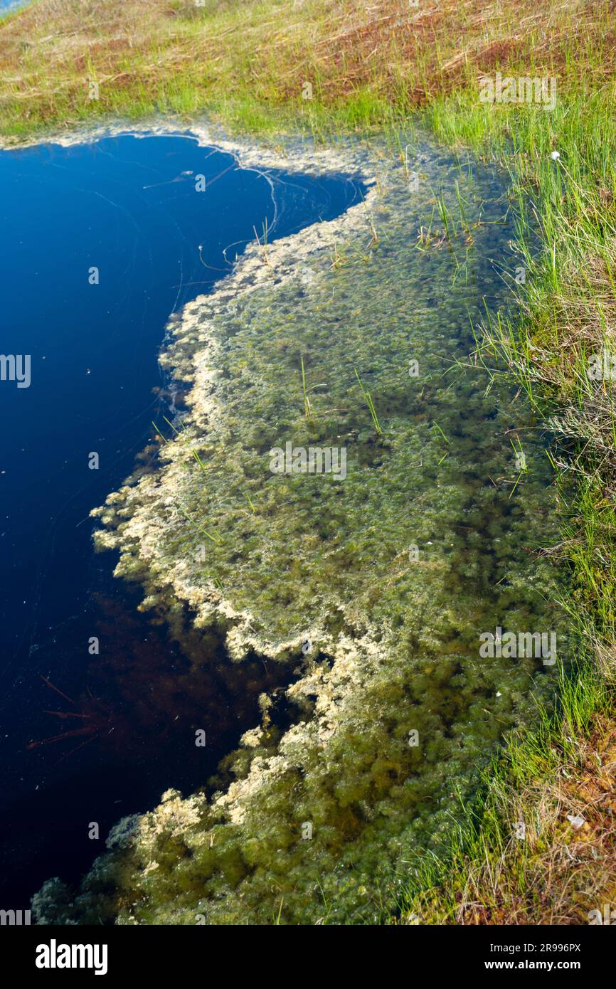 abstract texture of marsh grass and pollen in marsh lake, spring bloom ...