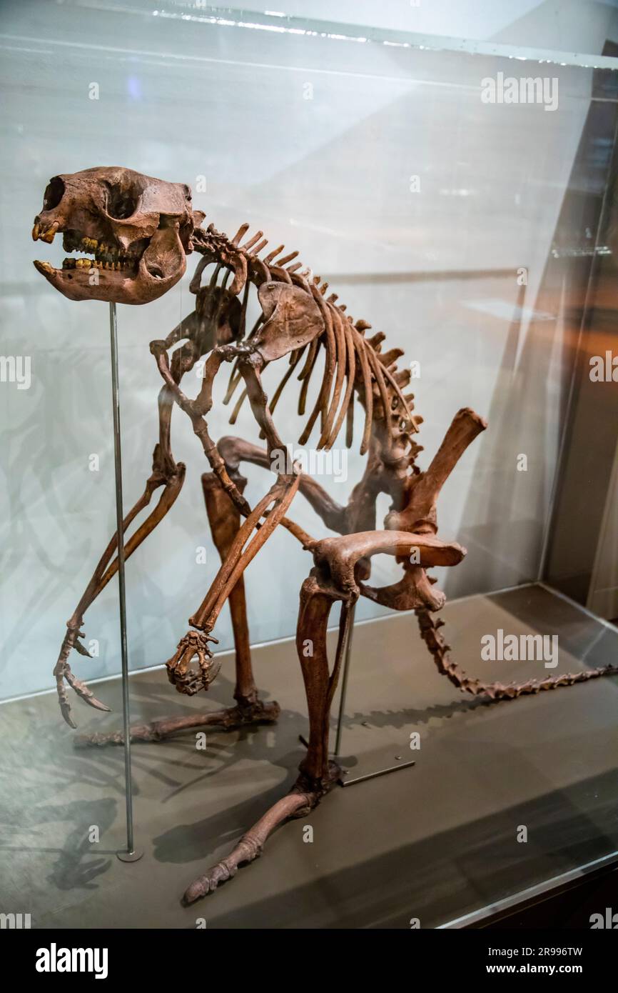the skeleton of short-faced kangaroo (Simosthenurus occidentalis ) in ...