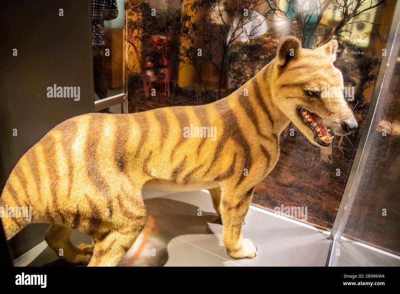 the model of Powerful Thylacine ( Thylacinus potens) in Australian ...