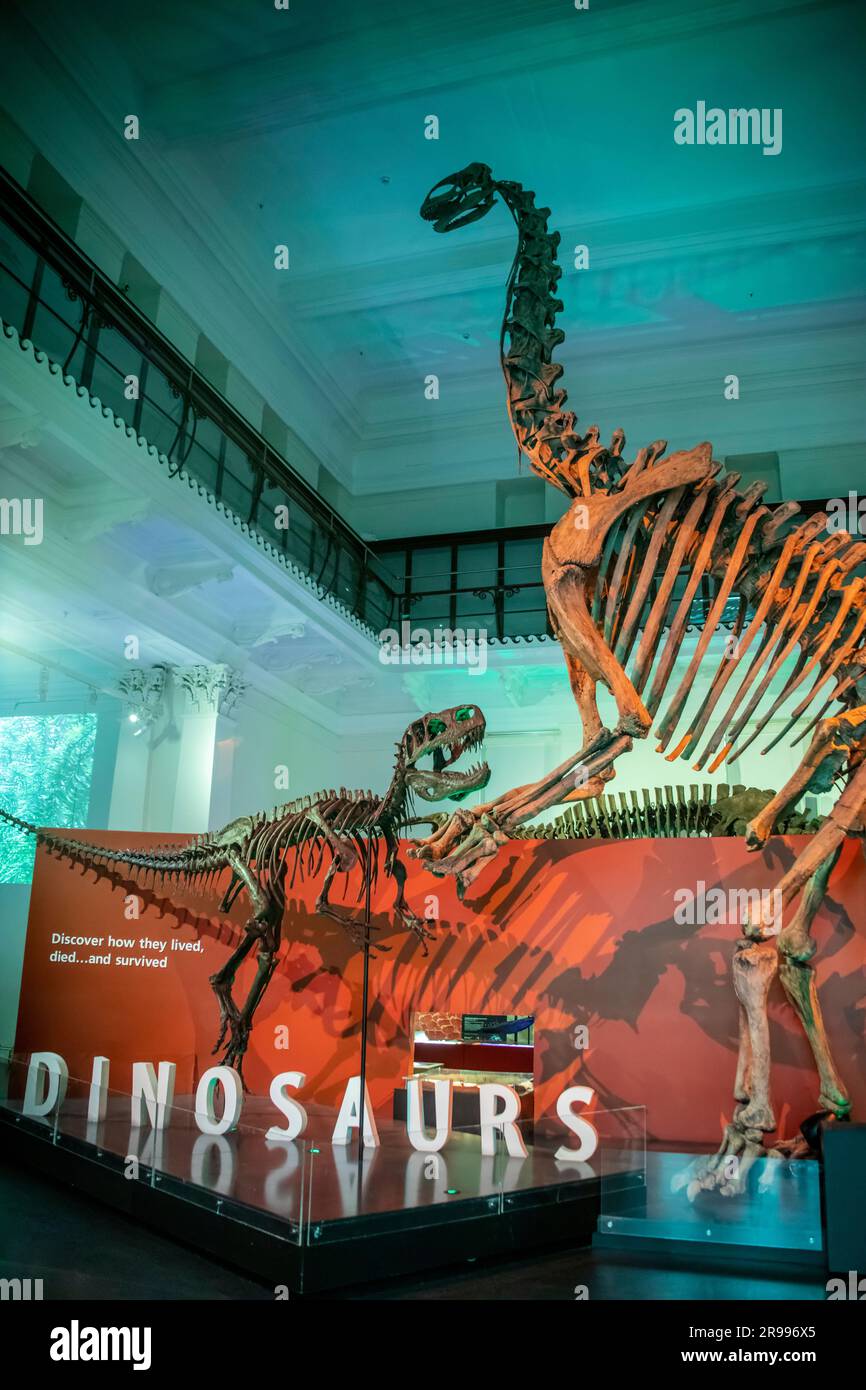 Sydney Australia 26th Mar 2023: skeleton of Jobaria tiguidensis and ...