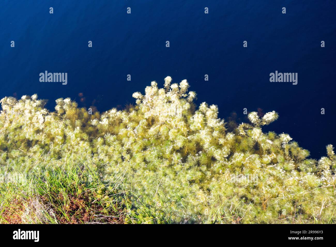 abstract texture of marsh grass and pollen in marsh lake, spring bloom ...