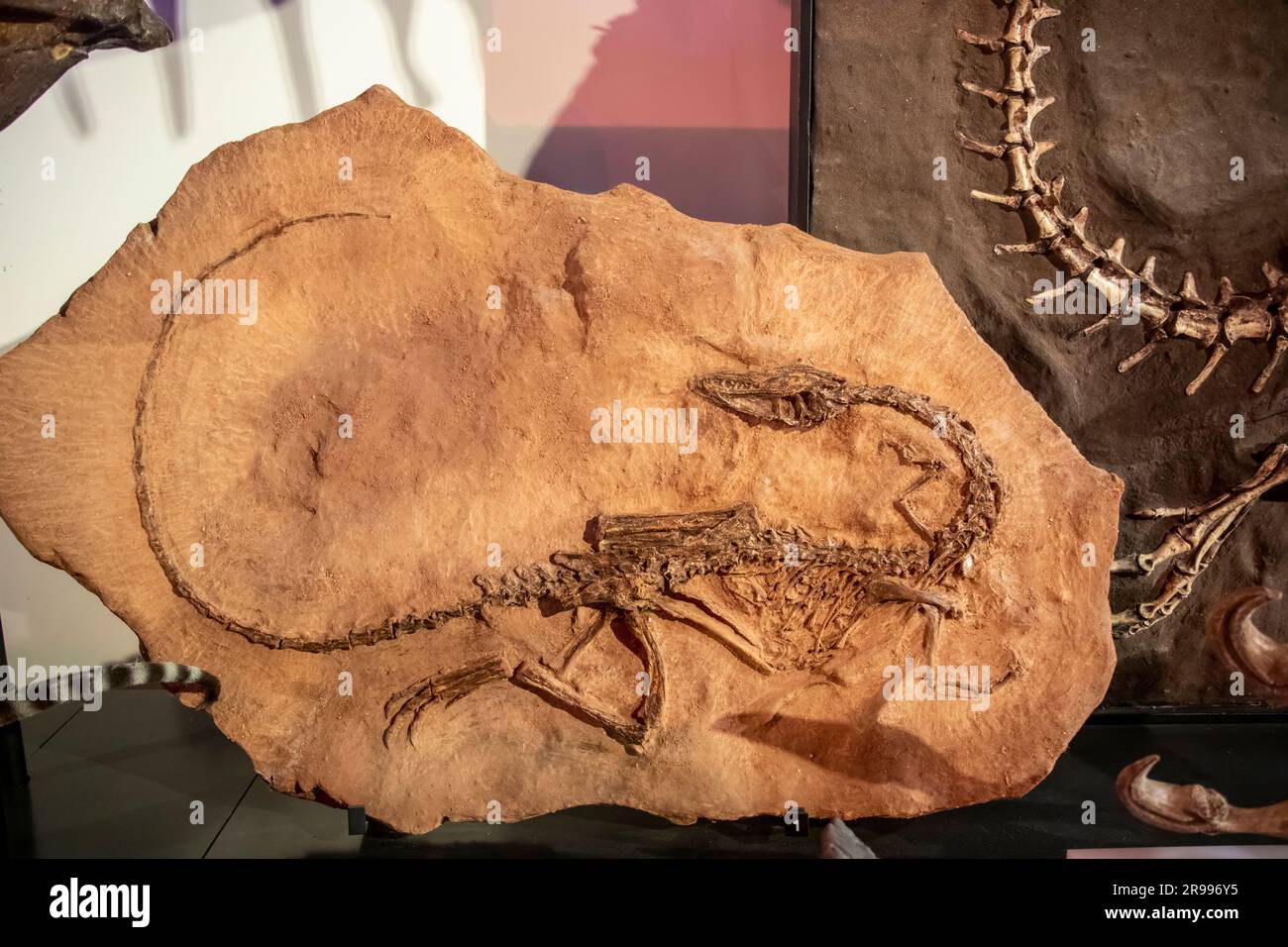 the cast of coelophysis bauri skeleton in Australian musuem. An extinct ...