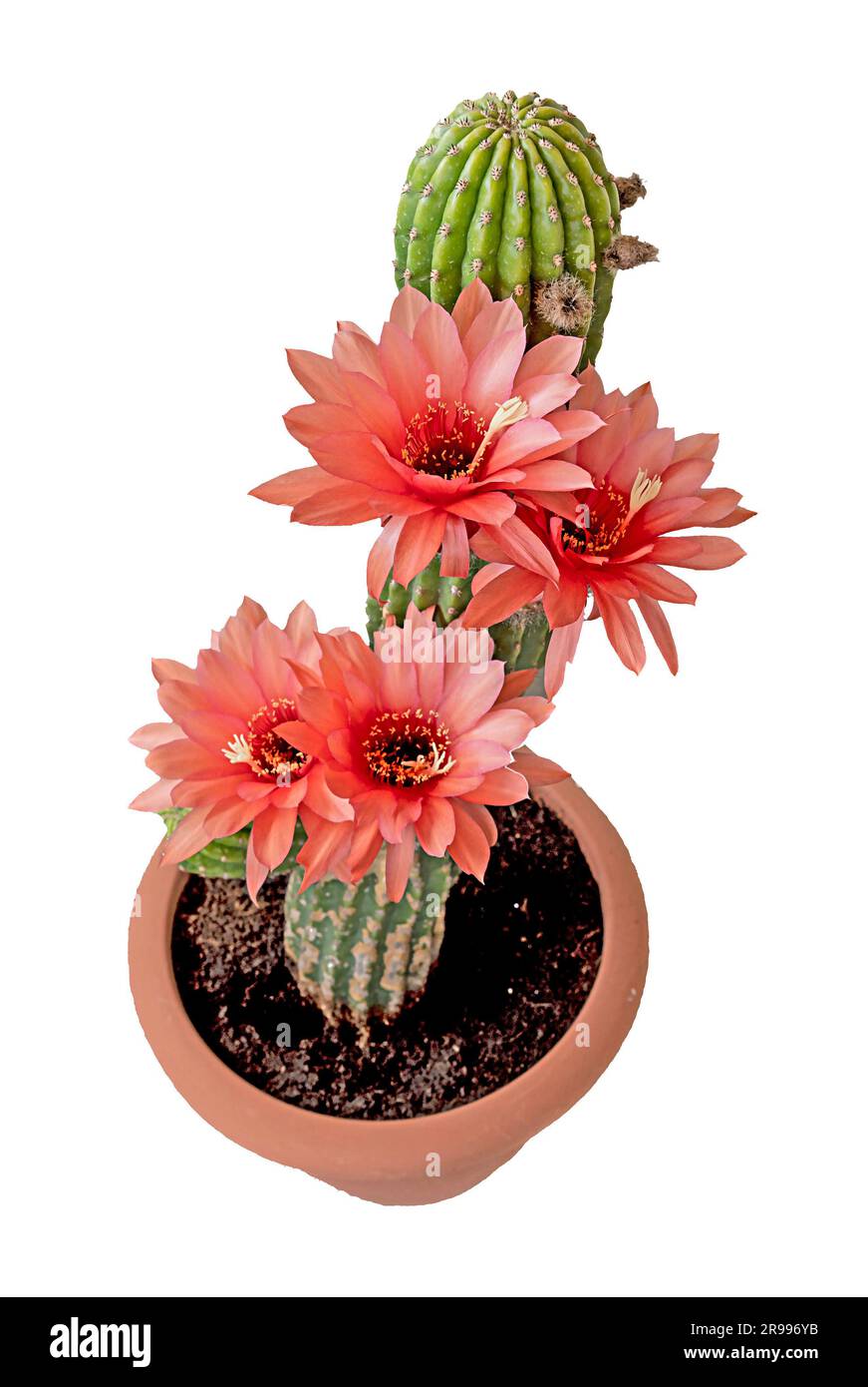 Cactus with red flowers isolated on white background Stock Photo - Alamy
