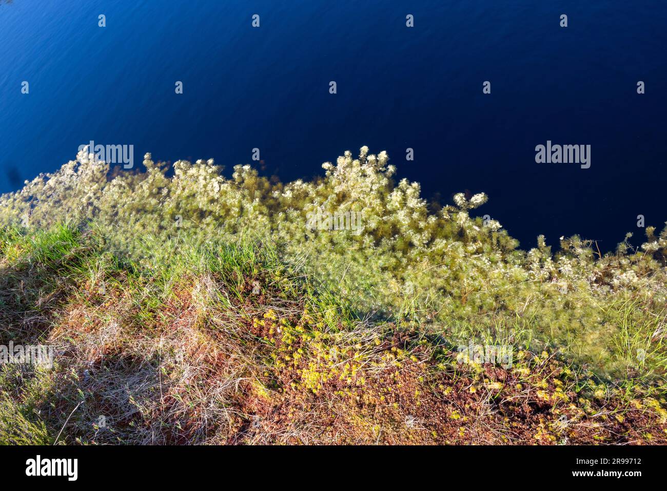 abstract texture of marsh grass and pollen in marsh lake, spring bloom ...