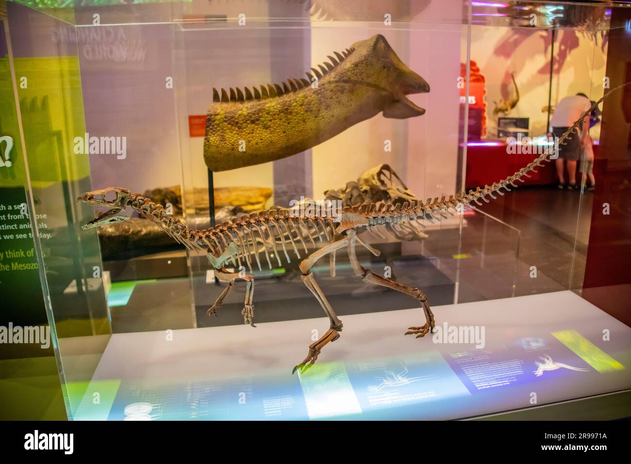 the cast of eoraptor lunensis in Australian musuem. A genus of small ... the cast of eoraptor lunensis in Australian musuem. A genus of small ...