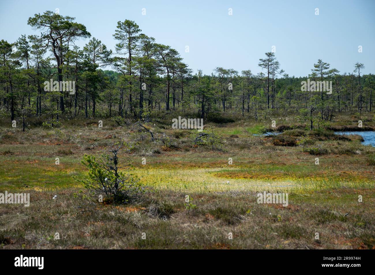 Bog grass and water pool, peat bog, peat bog during a period of great ...