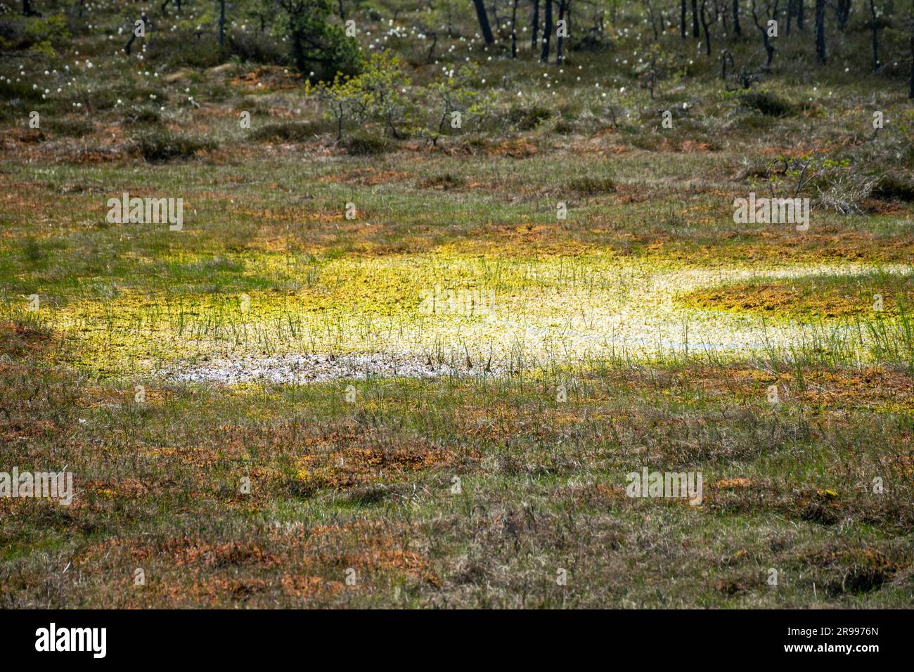Bog grass and water pool, peat bog, peat bog during a period of great ...