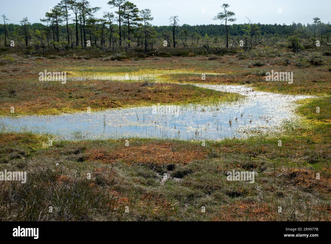 Bog grass and water pool, peat bog, peat bog during a period of great drought, loss of water in ...