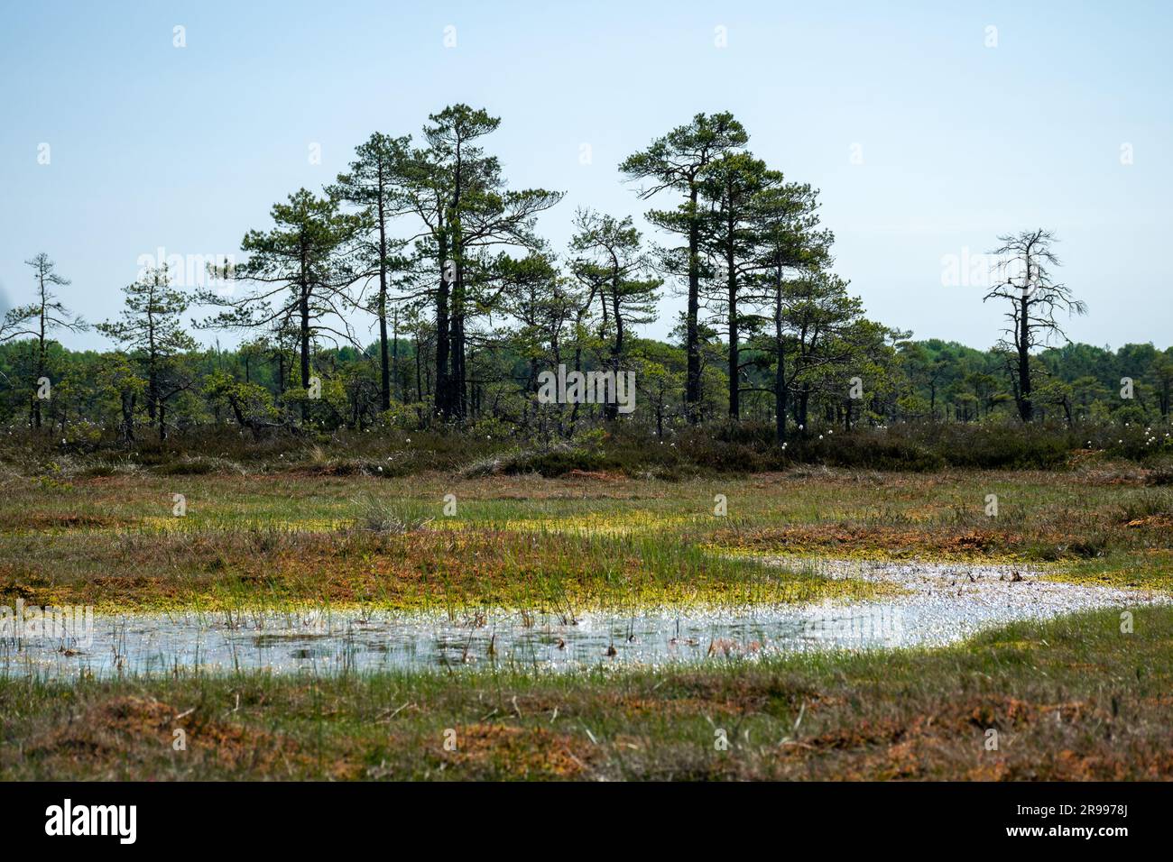 bog landscape, spring-colored bog vegetation, small bog lakes, islands ...