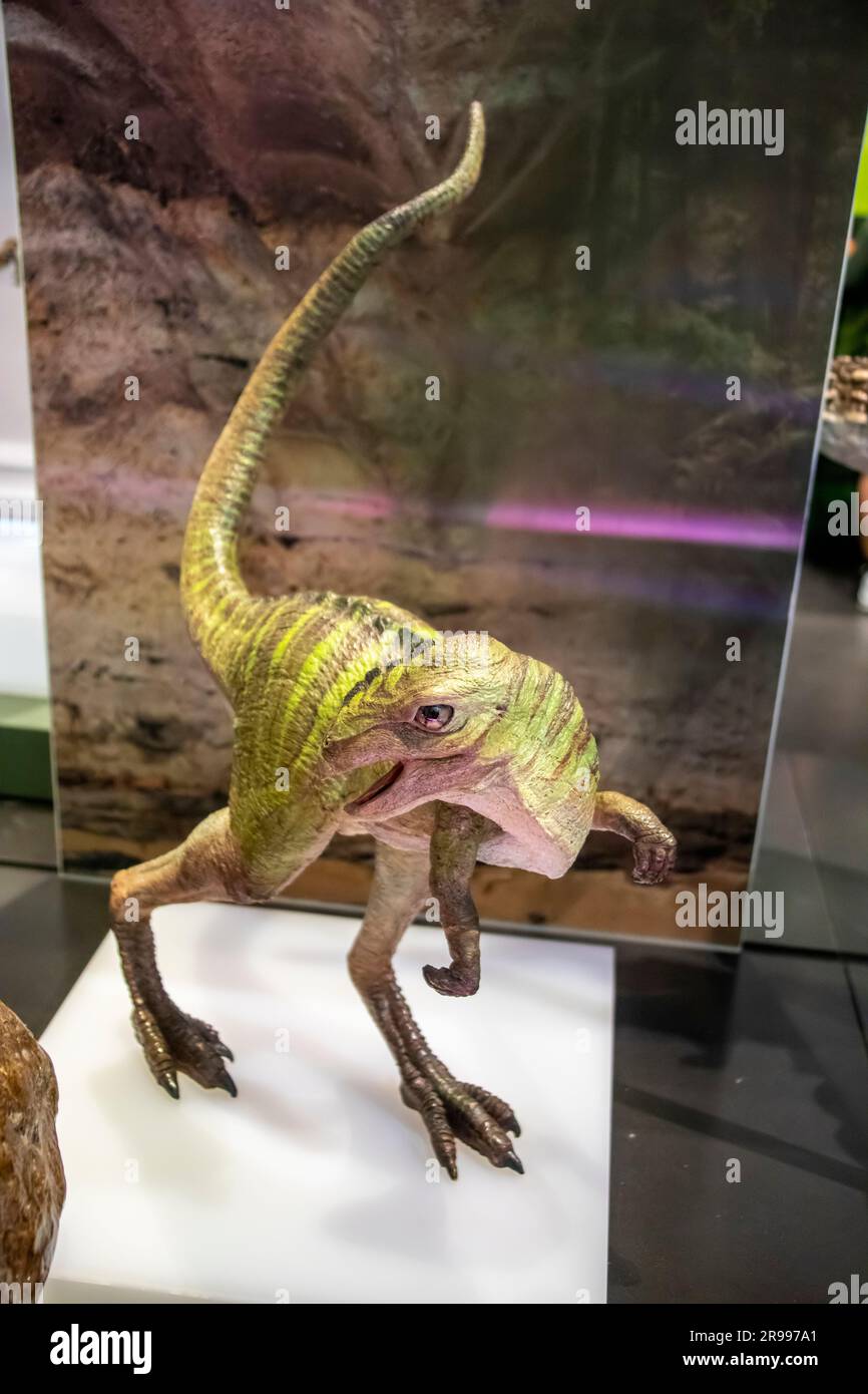the qantassaurus intrepidus model in Australian musuem. It was a small ornithopod, known only ...