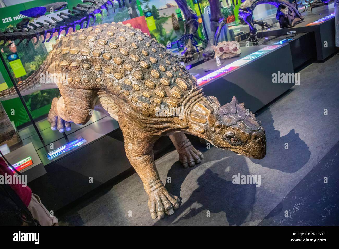 the reconstruction of minmi paravertebra in Australian musuem. an ...