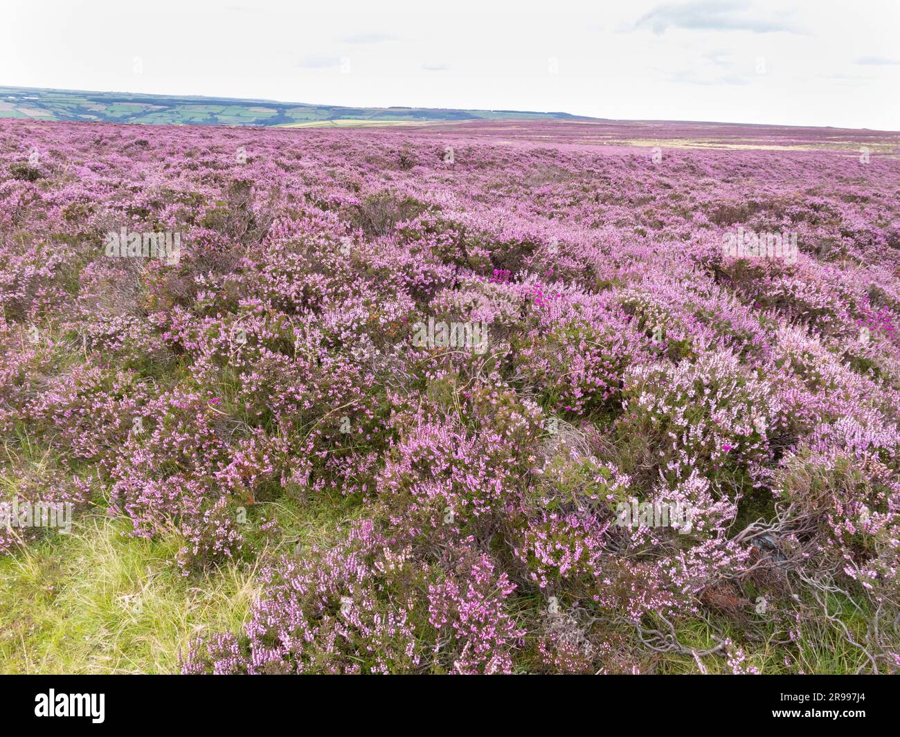 Heather on the north yorkshire moors hi-res stock photography and ...