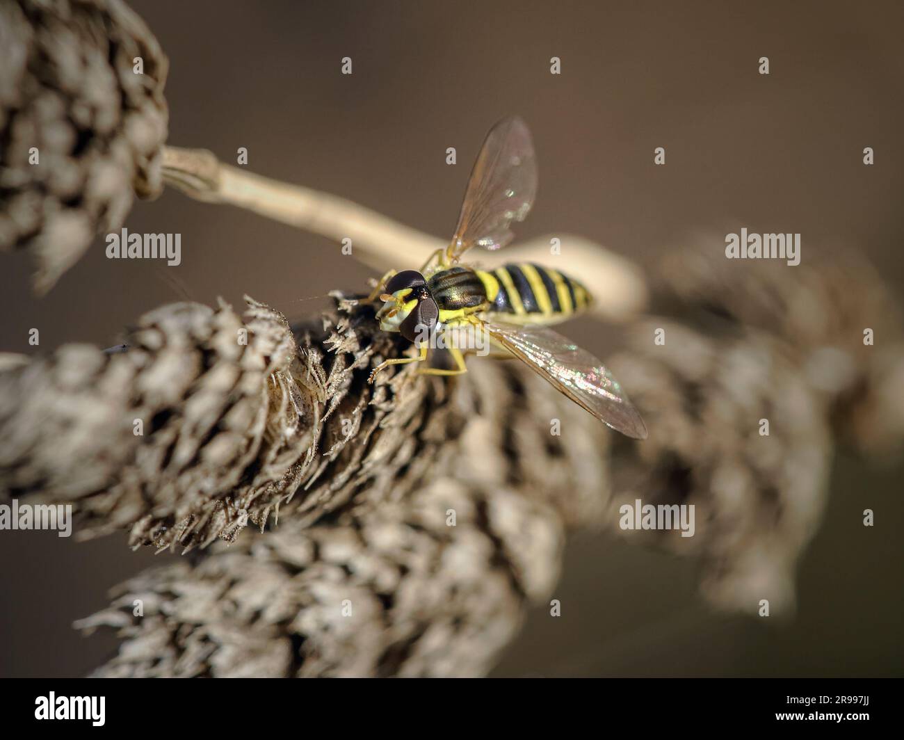Colorful insect from a northern portuguese meadow Stock Photo - Alamy