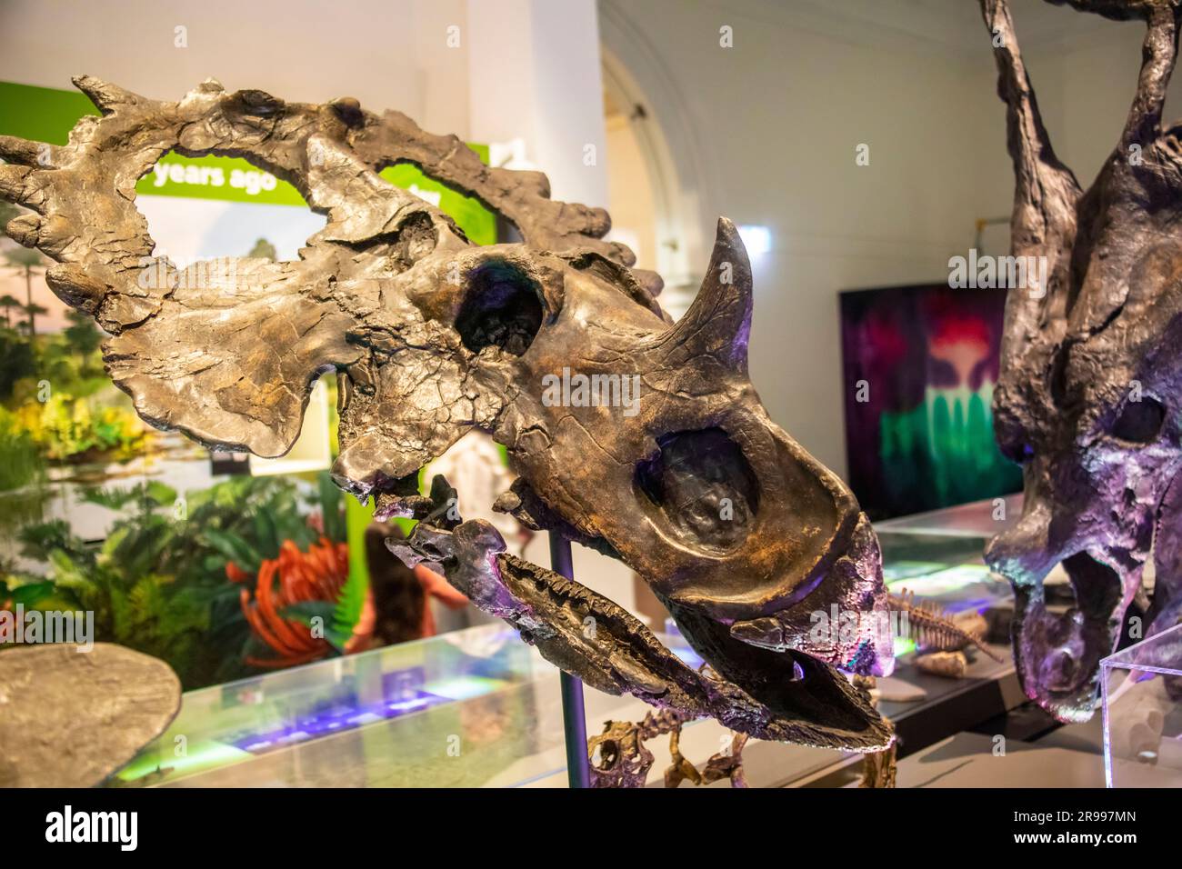 the Centrosaurus apertus (pointed lizard) skull in Australian musuem. A ...