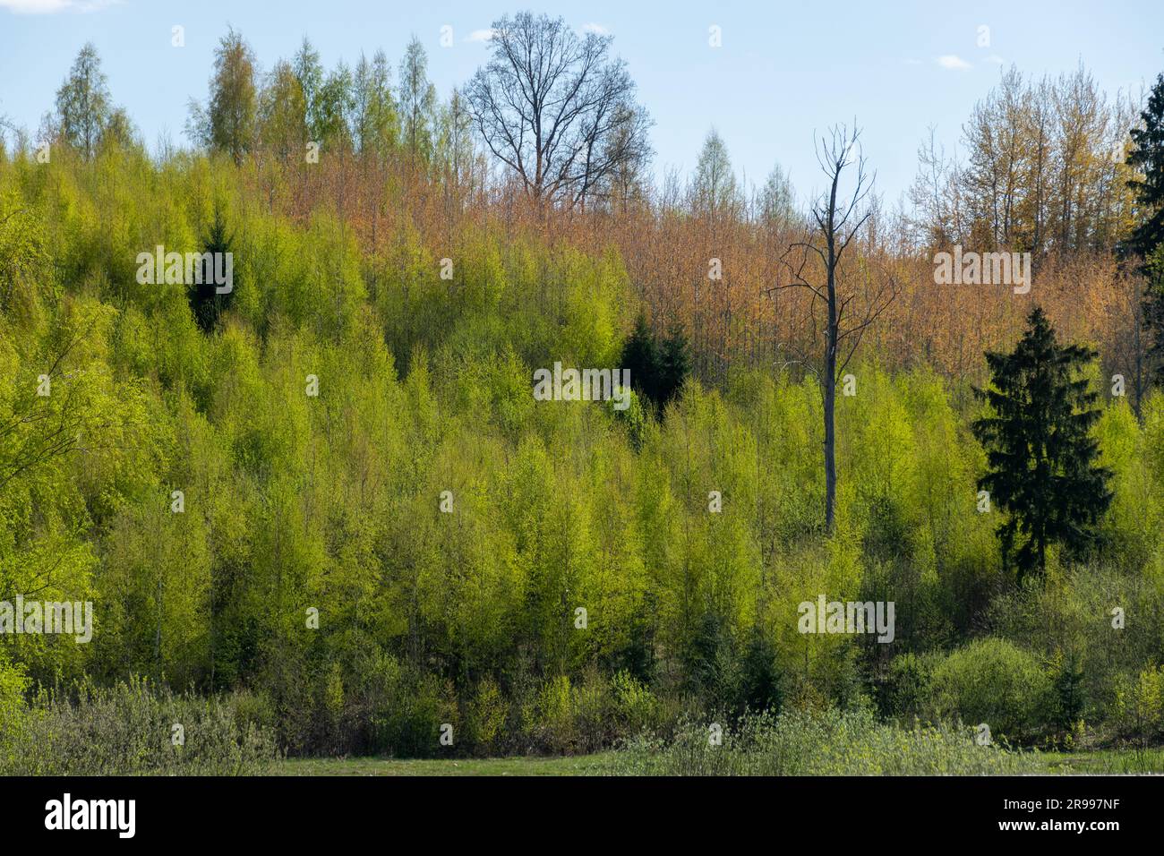 Bright spring landscape with a forest, the first bright green of spring ...