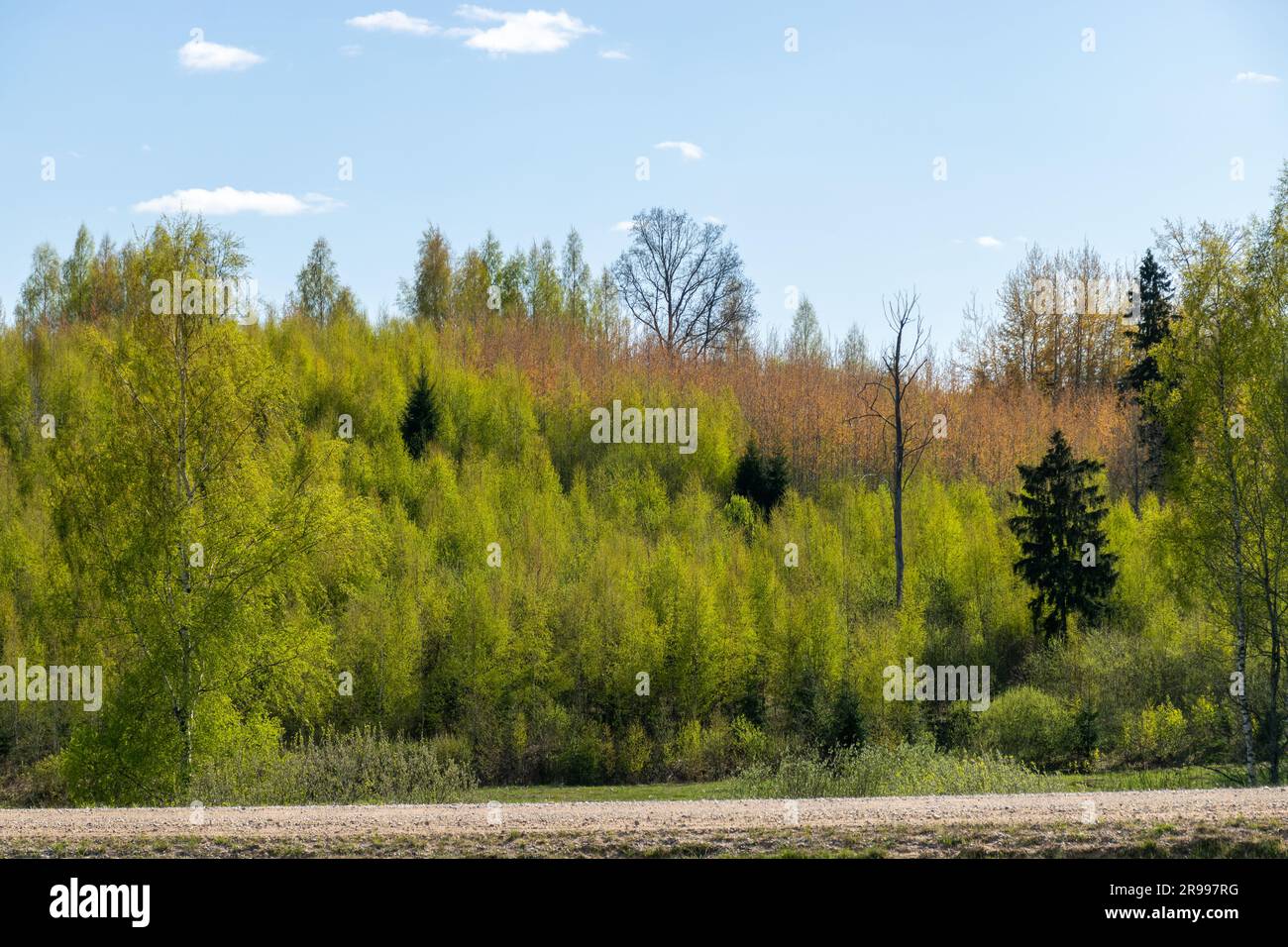 Bright spring landscape with a forest, the first bright green of spring ...