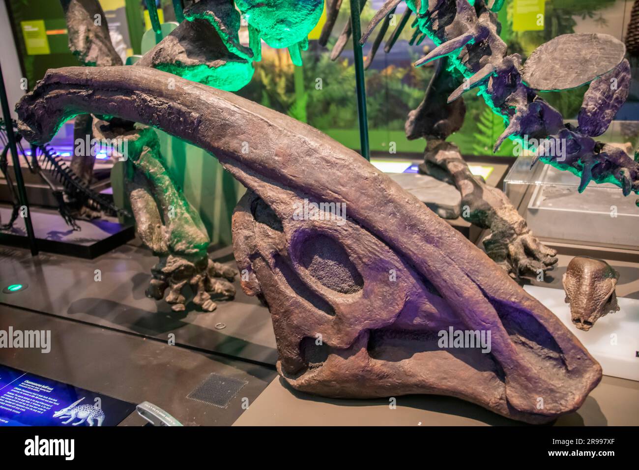 The fossil of parasaurolophus walkeri in Australian Museum. This is ...
