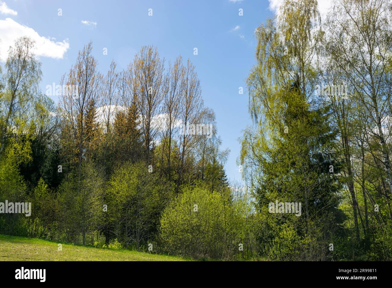 Bright spring landscape with a forest, the first bright green of spring ...