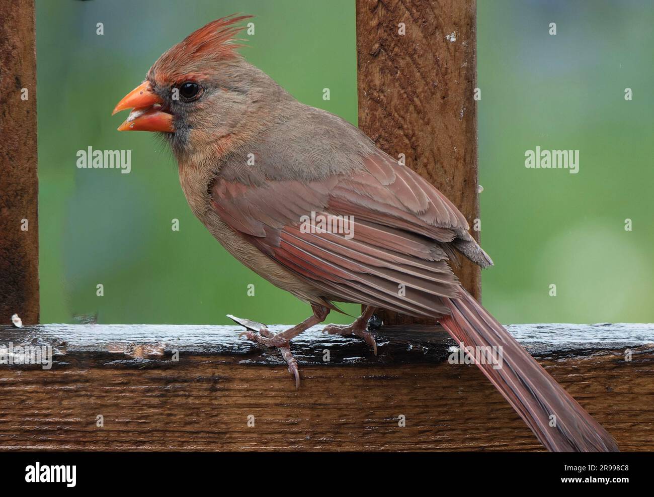 A female Northern Cardinal on the deck Stock Photo - Alamy