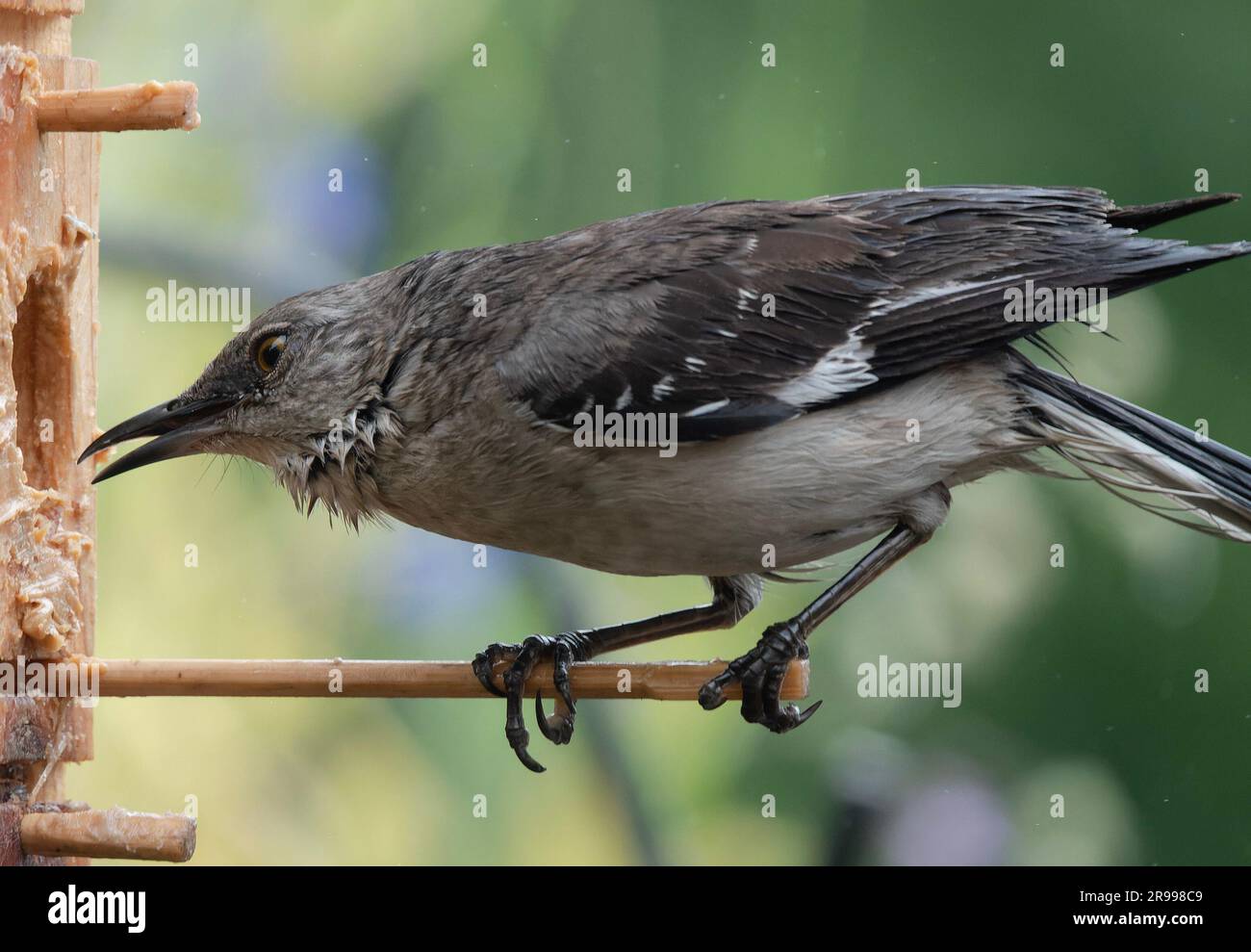 Northern Mockingbird feed from a Peanut Butter feeder Stock Photo - Alamy