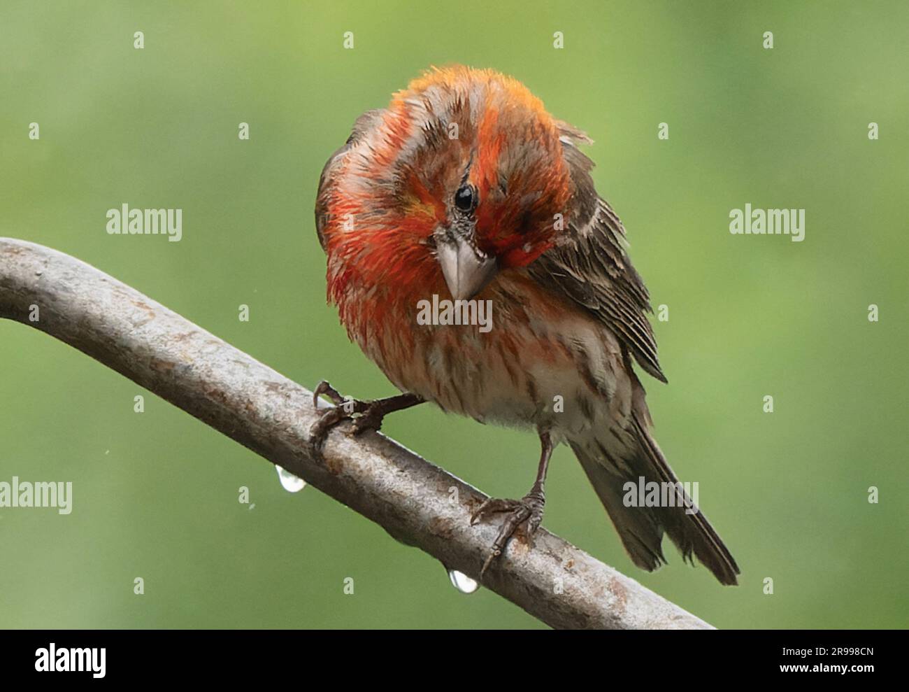 Slanting house hi-res stock photography and images - Alamy