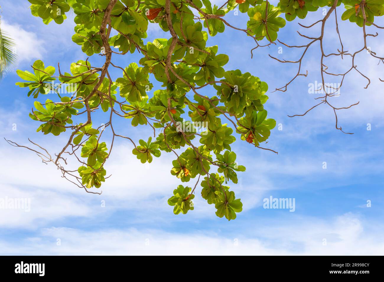 powerful strong branches of a Malabar tree hanging on the blue ...