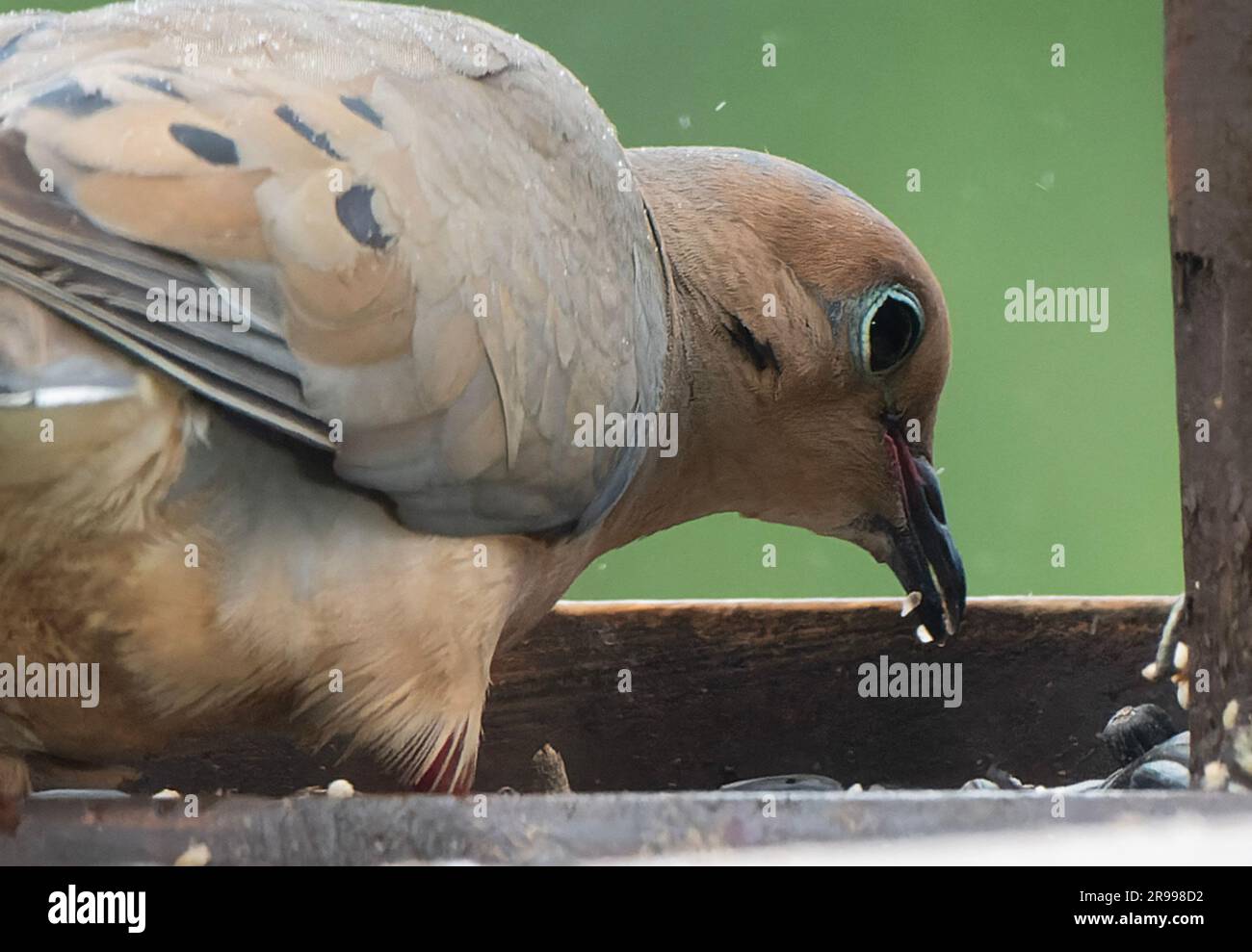 A Mourning Dove at the bird feeder Stock Photo - Alamy