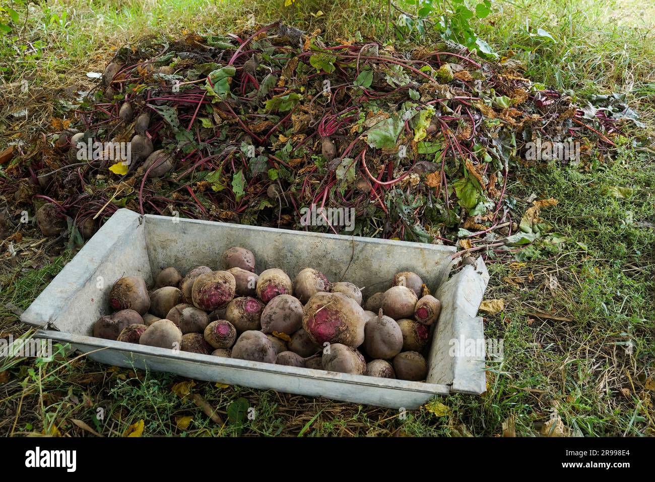 A rich harvest of beets in the farmer's field Stock Photo - Alamy