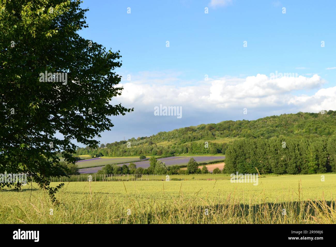 Summer in the Darent Valley near Shoreham, Kent on the Darent Valley ...