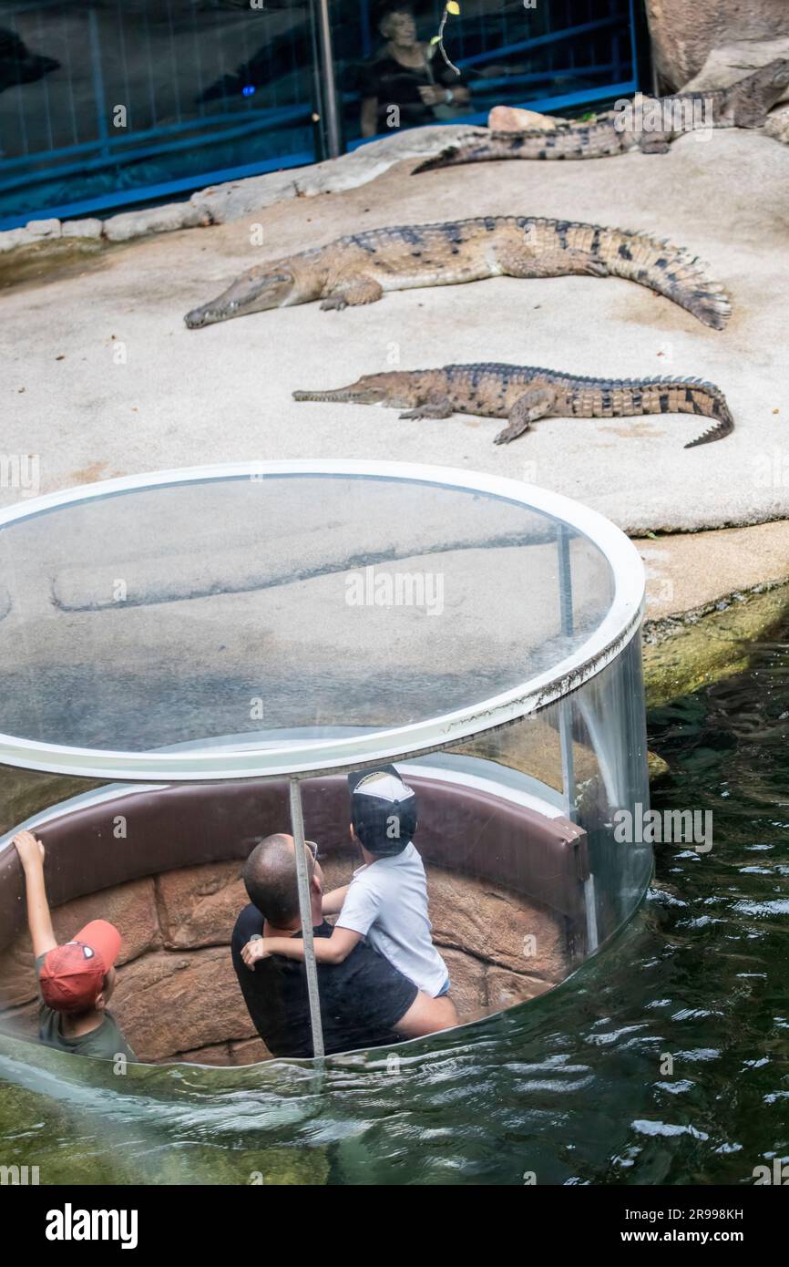 tourist are watching freshwater crocodile (Crocodylus johnstoni ...