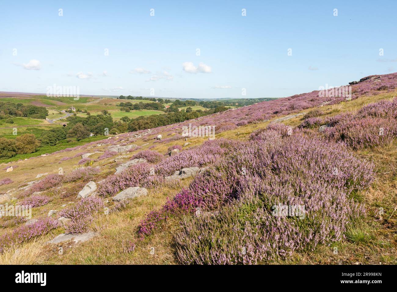 Heather on the north yorkshire moors hi-res stock photography and ...