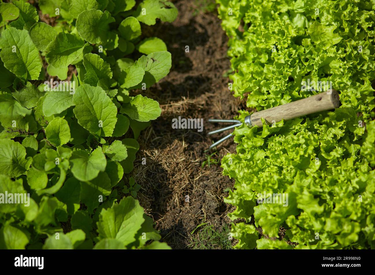 Garden tools in plantings of salad green lettuce in the backyard Stock ...