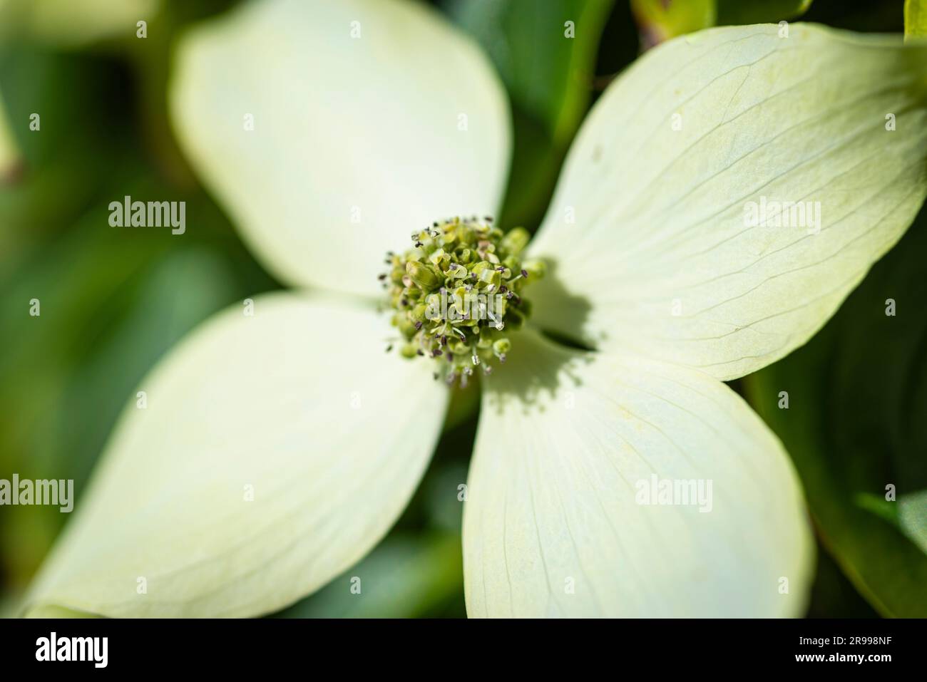 Cream-coloured petals with inflorescence of an Asian flowering dogwood ...