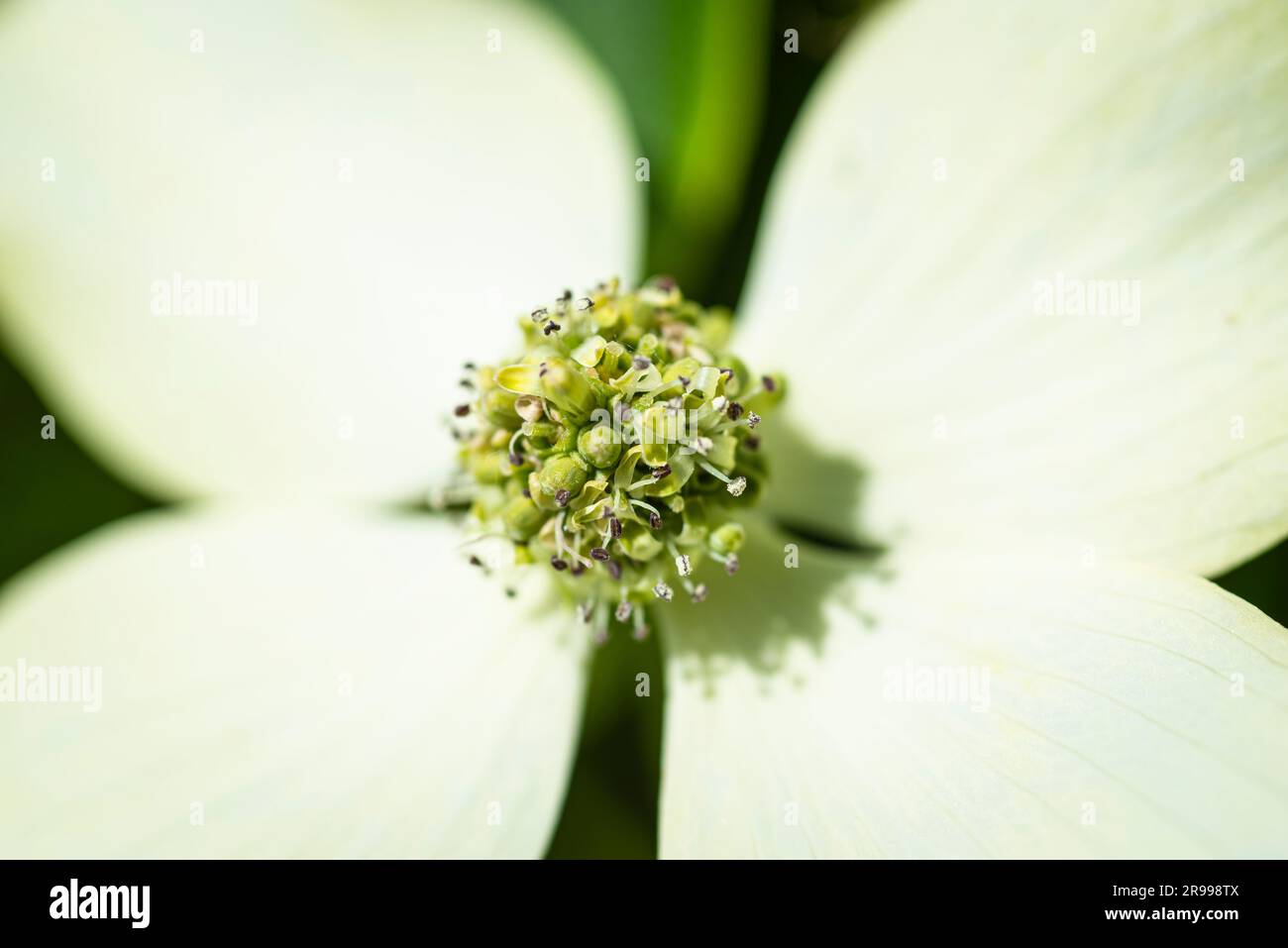 Cream-coloured petals with inflorescence of an Asian flowering dogwood ...