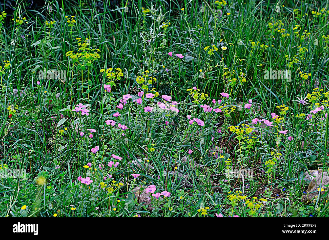 Field at spring Stock Photo - Alamy