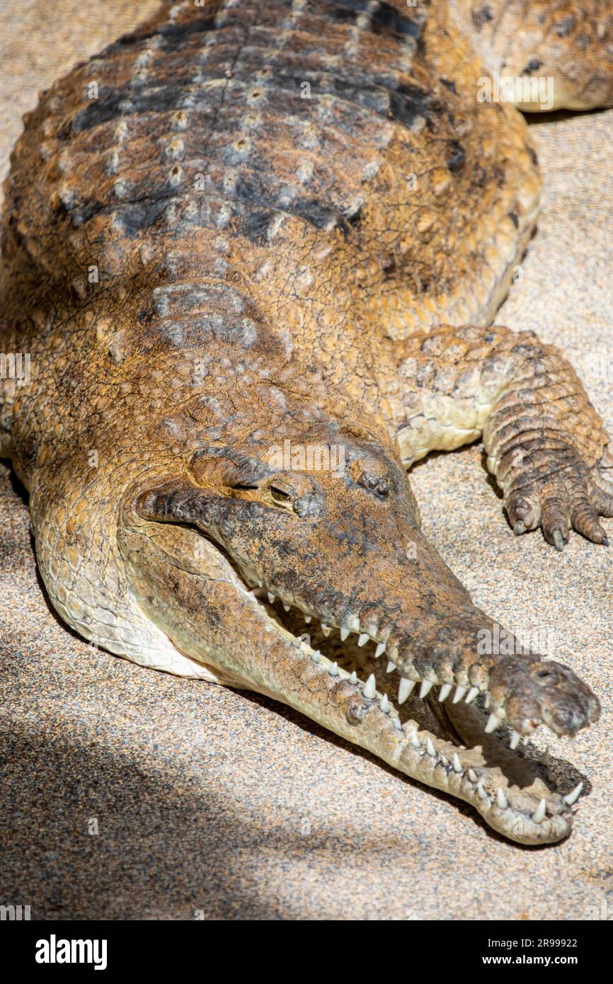 The freshwater crocodile (Crocodylus johnstoni) is a species of ...