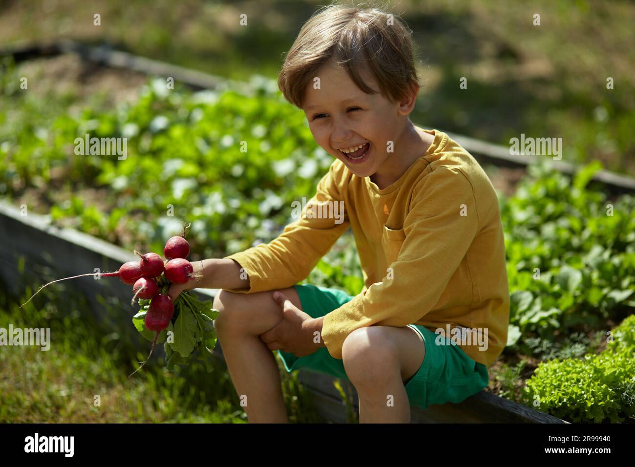 Child gardener in the garden with radishes in the backyard or farm ...