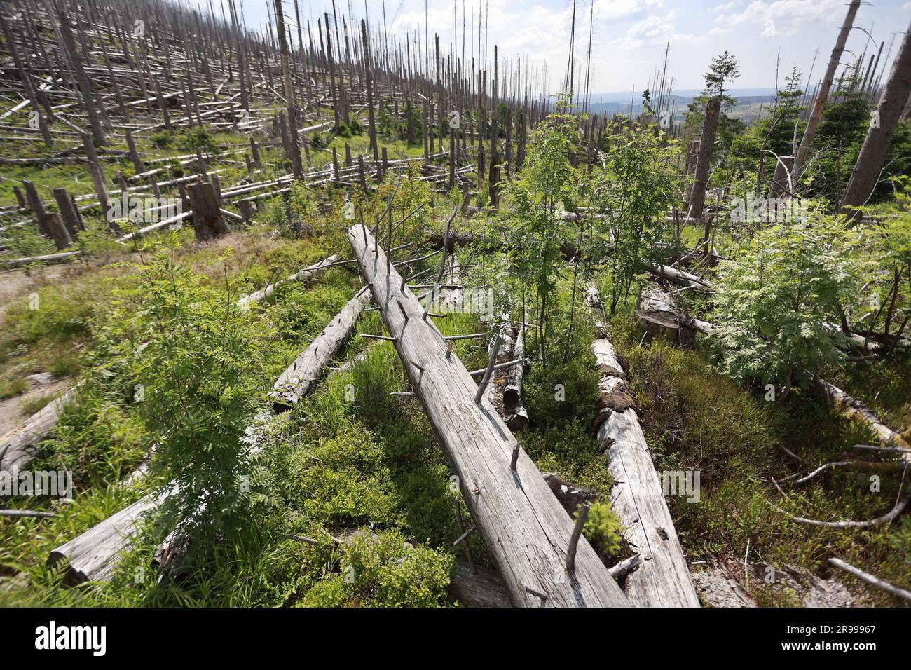 Harz, Germany. 25th June, 2023. View of dead trees in the Brocken area ...