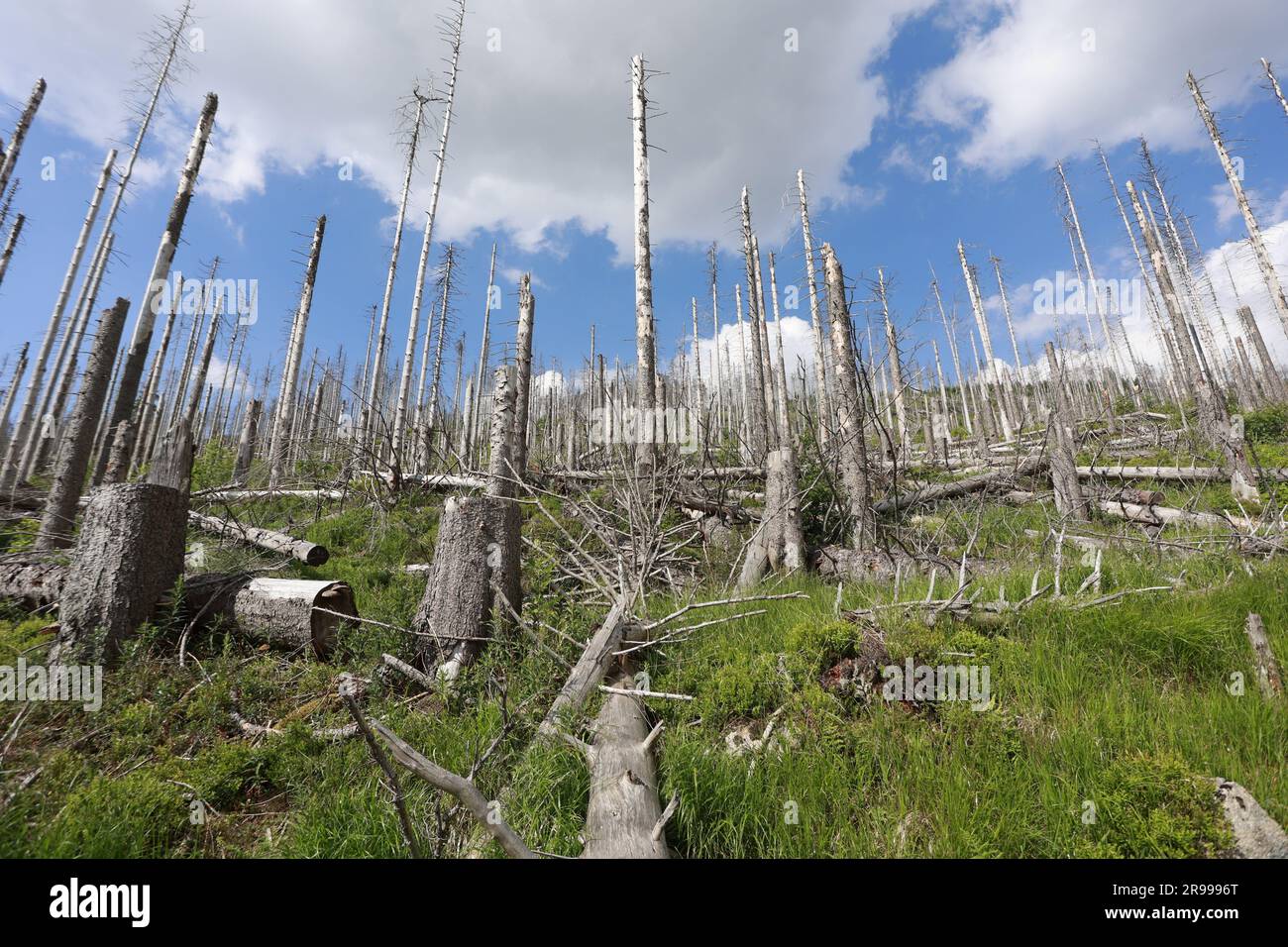 Harz, Germany. 25th June, 2023. View of dead trees in the Brocken area ...