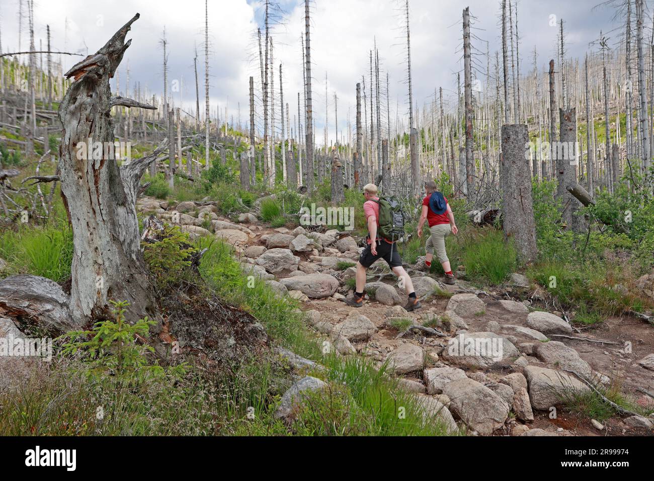 Harz, Germany. 25th June, 2023. Hikers walk past dead trees in the ...
