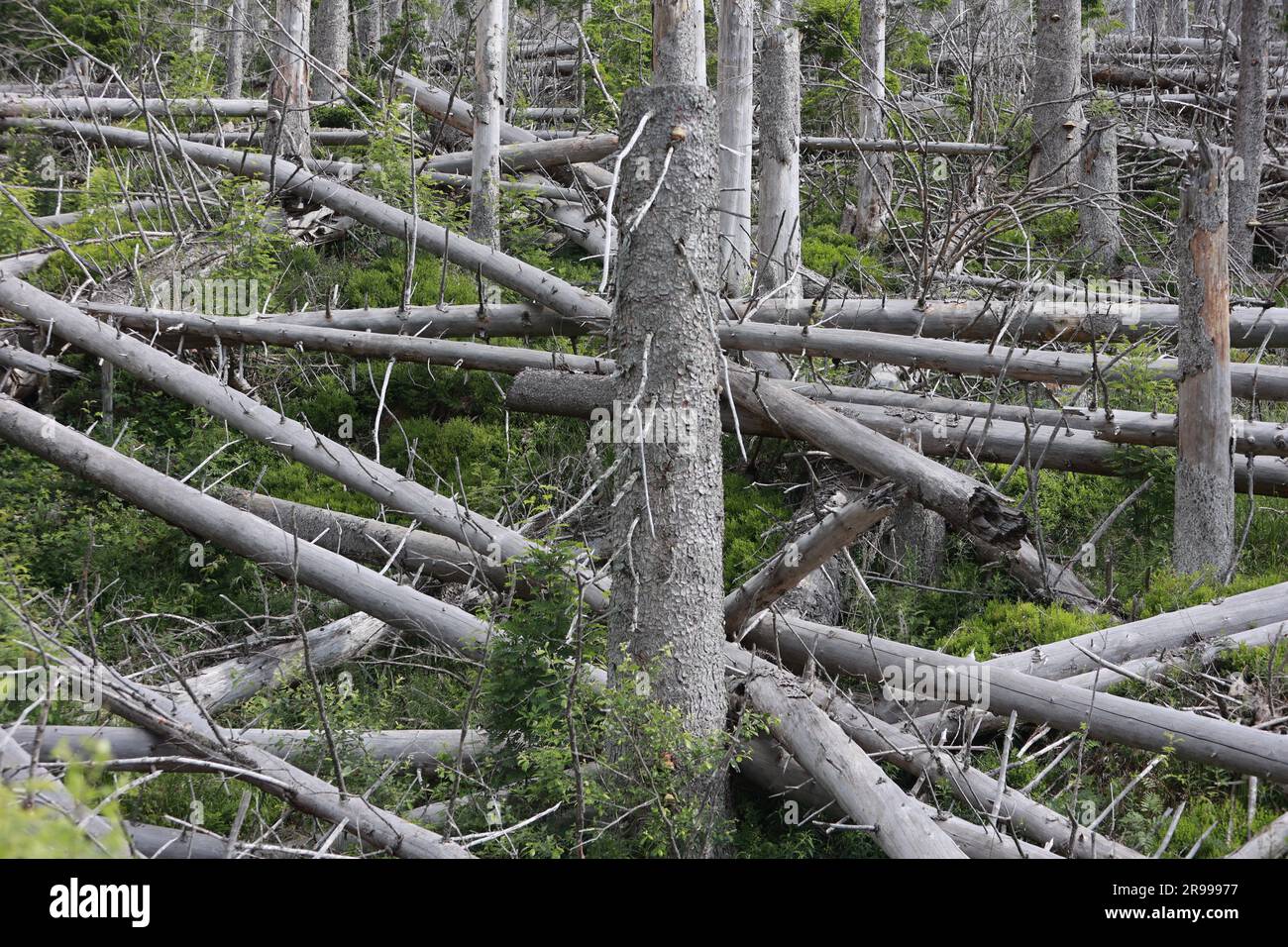 Harz, Germany. 25th June, 2023. View of dead trees in the Brocken area ...